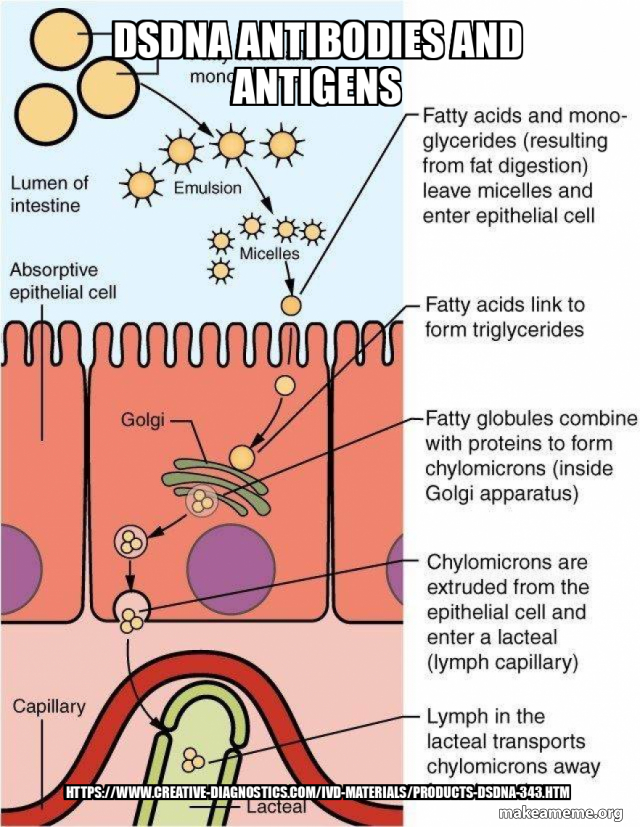 dsDNA Antibodies and Antigens https://www.creative-diagnostics.com/ivd ...