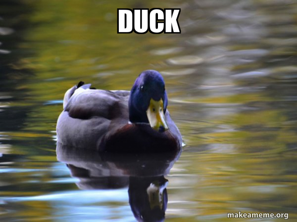 DUCK - Zen Advice Mallard Meme Generator