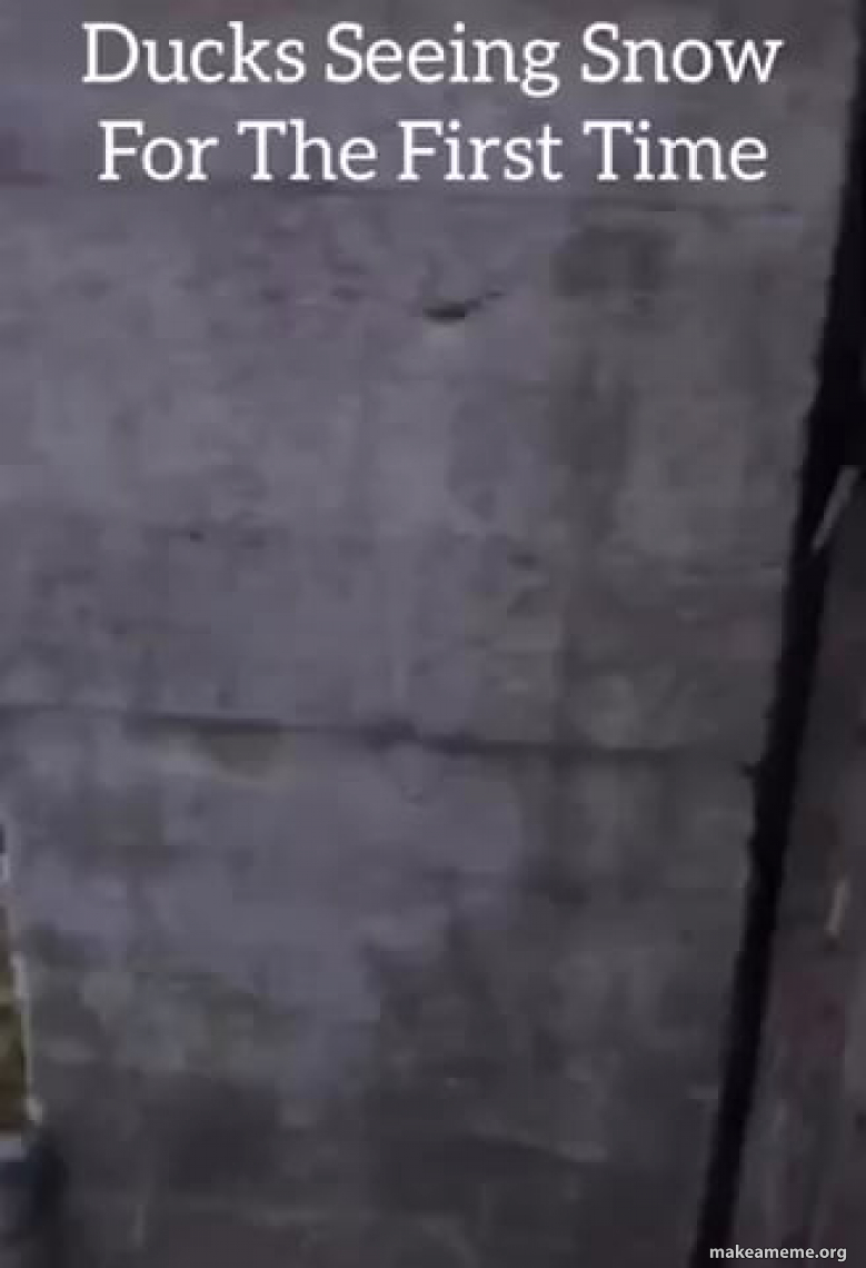 - Duck.exe has stopped working Meme Generator