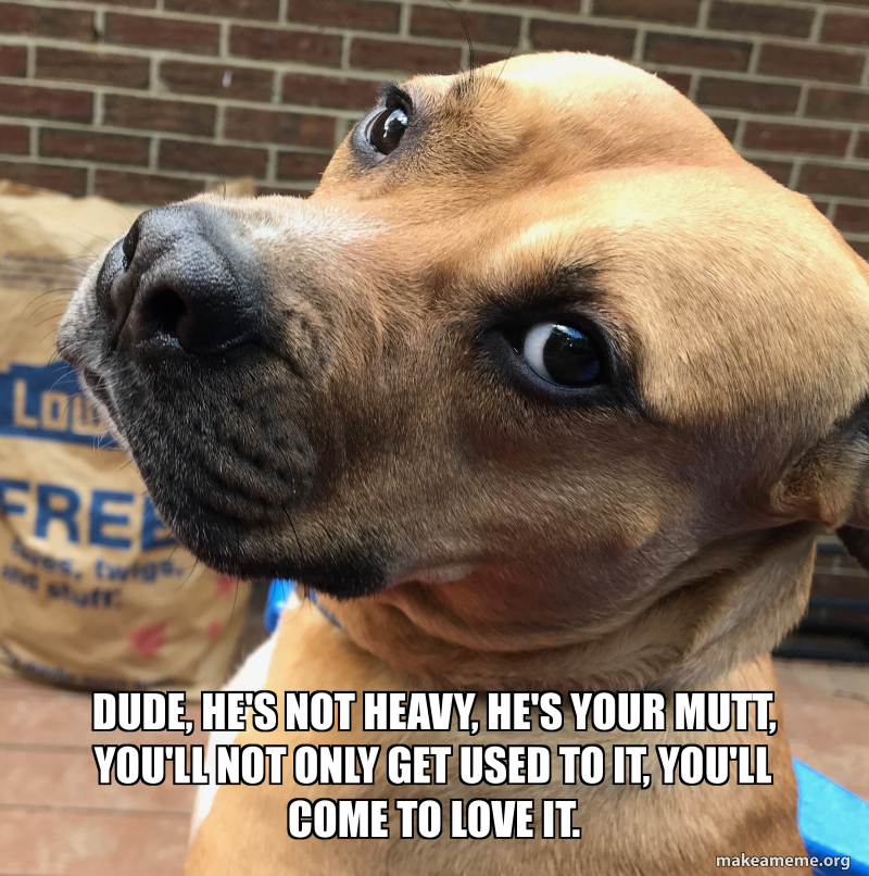 Dude, He's not heavy, he's your mutt, you'll not only get used to it ...