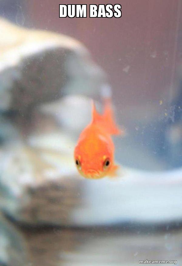 dum bass - Grumpy Fish Meme Generator