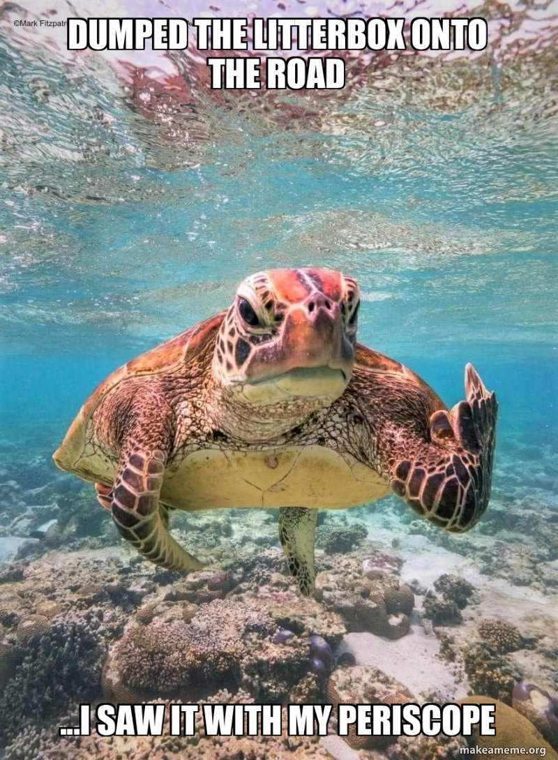 Dumped the litterbox onto the road ...I saw it with my periscope Meme ...