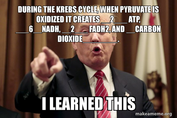 During the Krebs Cycle, when pyruvate is oxidized it creates __2___ ATP ...
