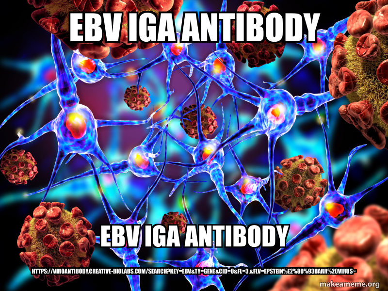 ebv iga antibody ebv iga antibody https://viroantibody.creative-biolabs ...