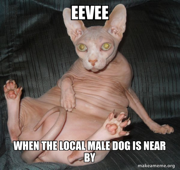 Eevee When the local male dog is near by - Hairless Cat Meme Generator