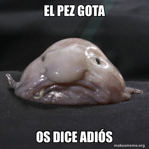 Pez Gota Memes Koi Del Cosmos – Unfocussed Photography & Art