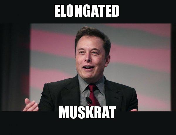 ELONGATED MUSKRAT - Elon Musk Meme Generator