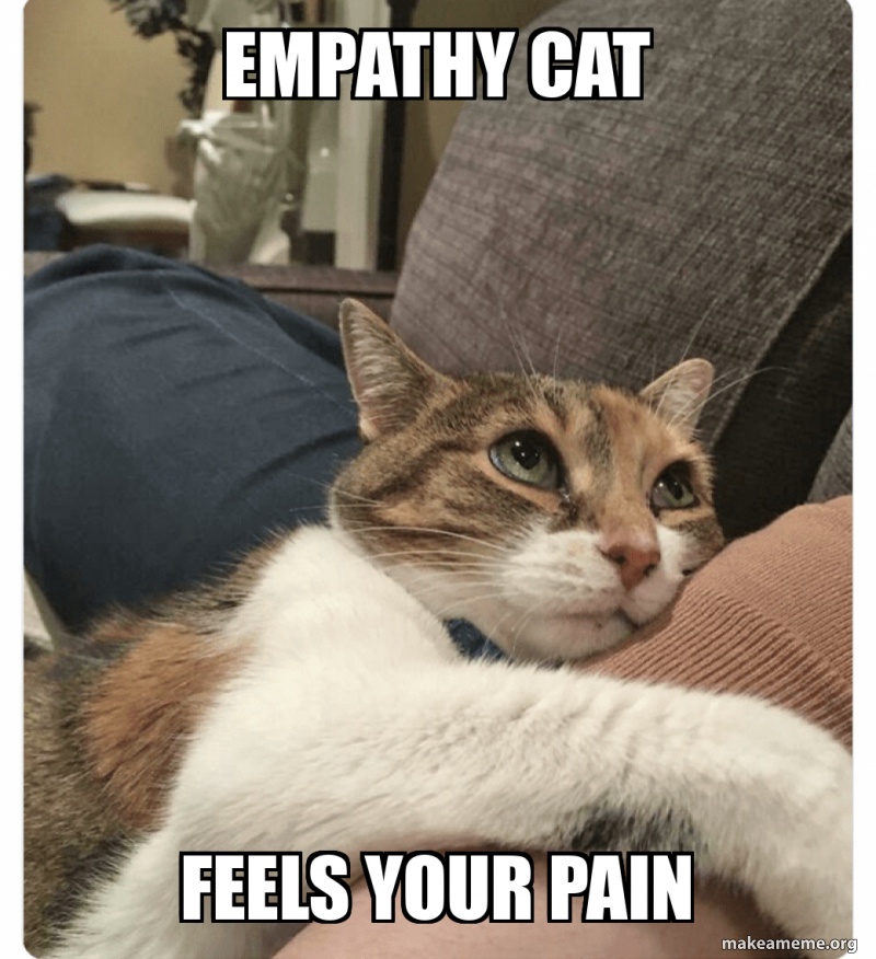 Empathy cat feels your pain Meme Generator