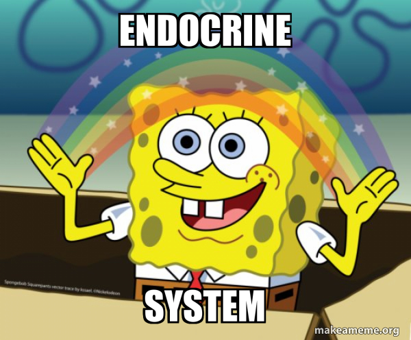 endocrine system - Rainbow SpongeBob Meme Generator