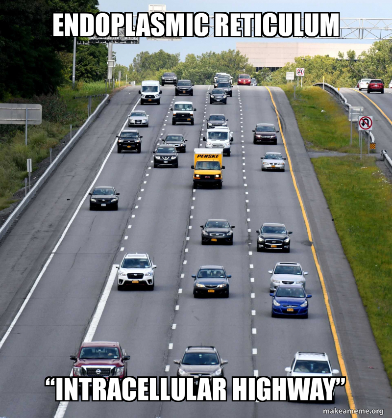 Endoplasmic Reticulum â€œIntracellular Highwayâ€ Meme Generator