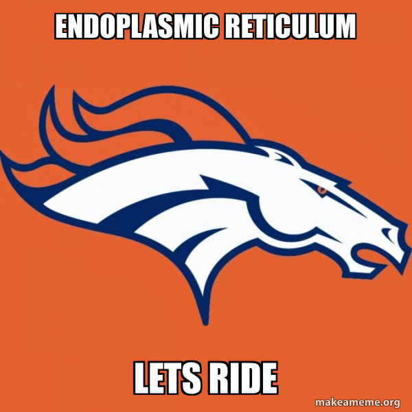 endoplasmic reticulum lets ride - Denver Broncos Meme Generator