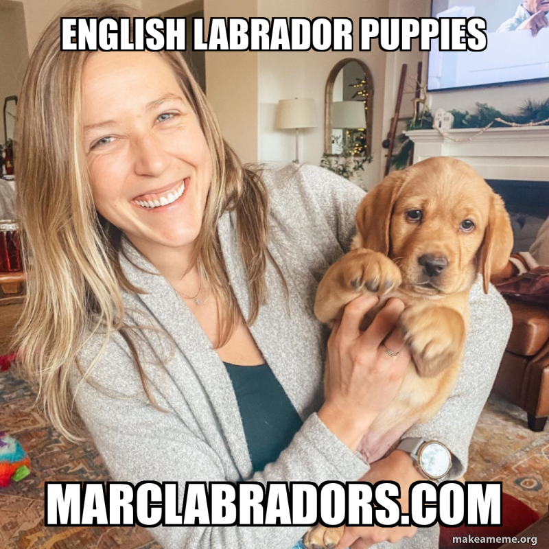 English Labrador Puppies marclabradors.com Meme Generator