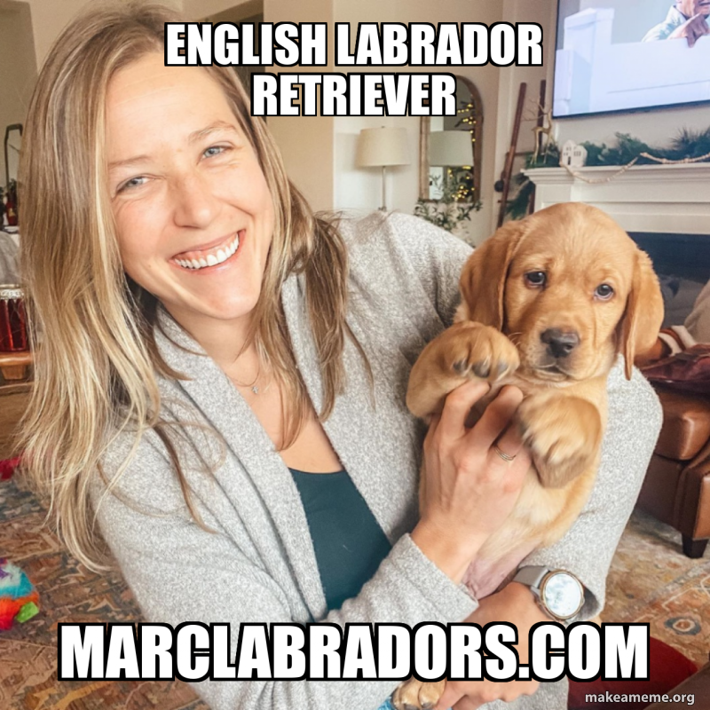 English Labrador Retriever marclabradors.com Meme Generator