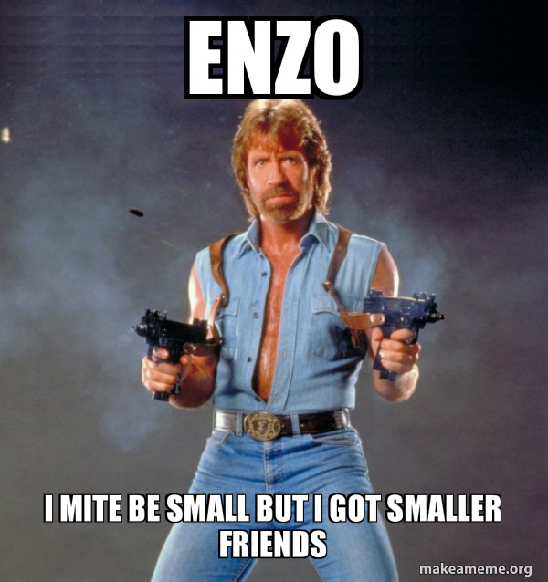 enzo i mite be small but i got smaller friends - Chuck Norris Meme ...
