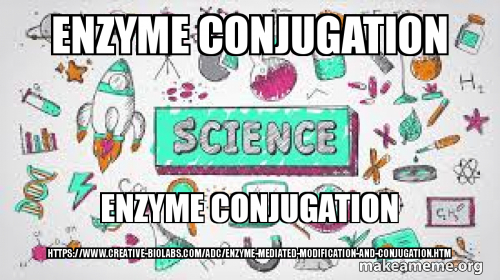 enzyme conjugation enzyme conjugation https://www.creative-biolabs.com ...