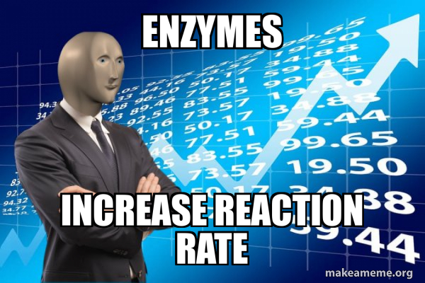 enzymes Increase Reaction Rate - Stonks Only Go Up Meme Generator