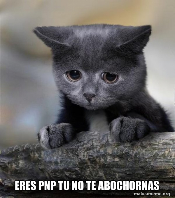 Eres PNP tu no te abochornas - Confession Cat Meme Generator