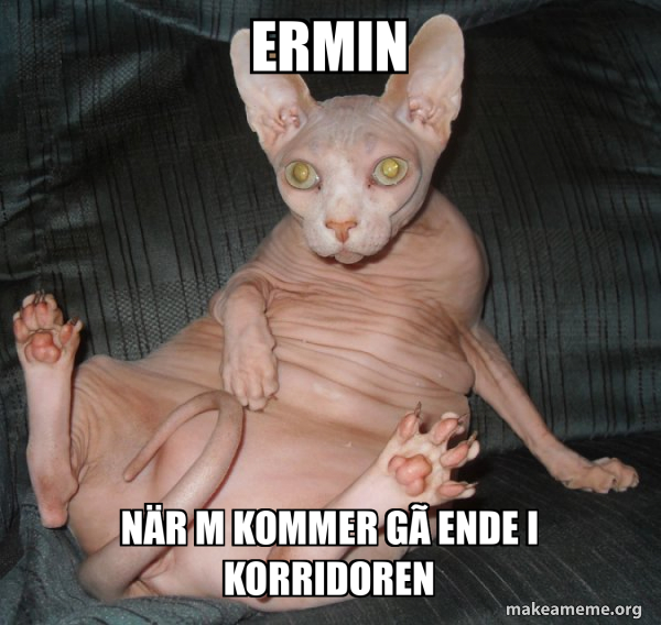 Ermin När M kommer gående i korridoren - Hairless Cat Meme Generator