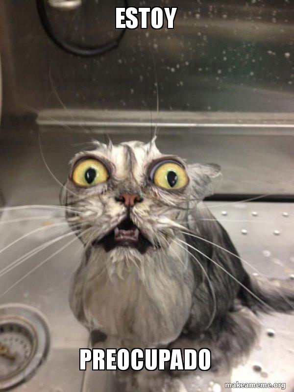 estoy preocupado - Cat bath Meme Generator