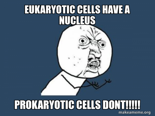 Eukaryotic cells HAVE A NUCLEUS PROKARYOTIC CELLS DONT!!!!! - Y U No ...