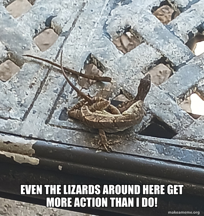 Even the lizards around here get more action than I do! Meme Generator