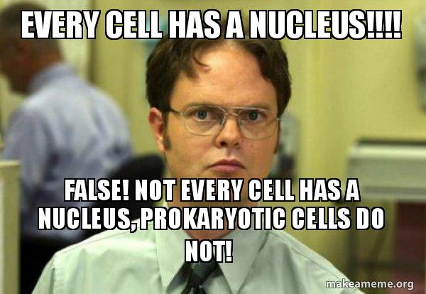 Every cell has a nucleus!!!! FALSE! not every cell has a nucleus ...