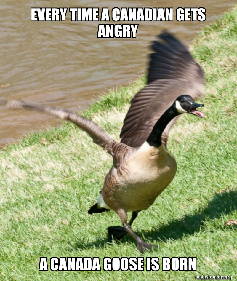 Laughing Geese Memes
