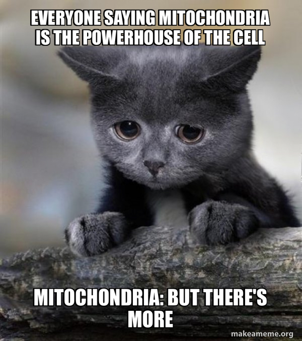 Cell Mitochondria Meme Bird Mitochondria Aren't Just The Powerhouse Of
