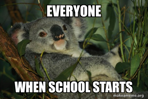 everyone when school starts - Laid Back Koala Meme Generator