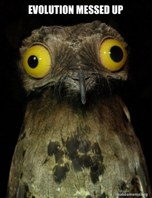 Evolution Messed Up - Weird Stuff I do Potoo Meme Generator