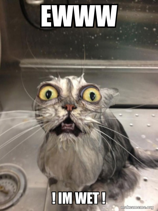 ewww ! im wet ! - Cat bath Meme Generator