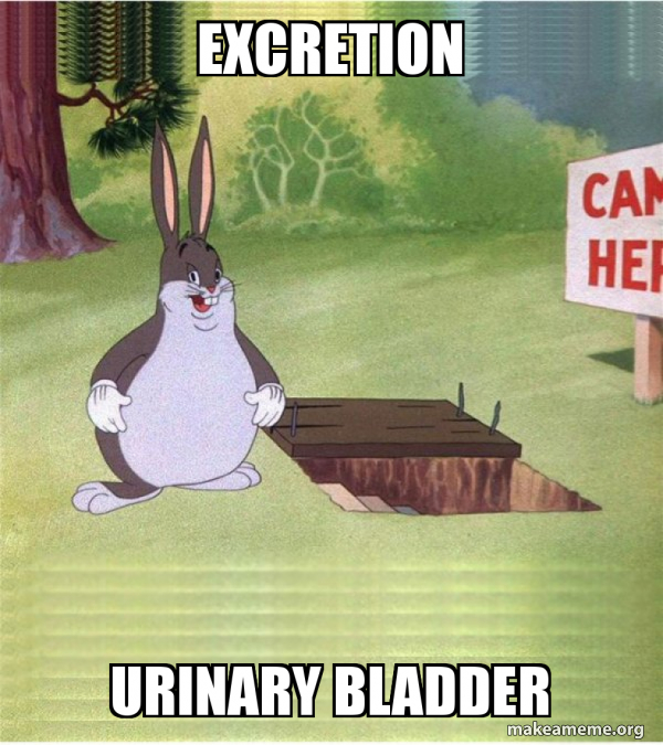 Excretion URINARY BLADDER - Big Chungus Meme Generator