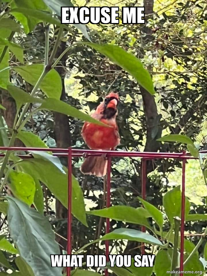 Excuse me What did you say Meme Generator