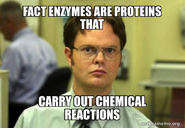 Fact enzymes are proteins that carry out chemical reactions - Schrute ...
