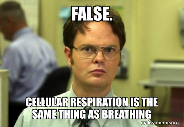 FALSE. Cellular respiration is the same thing as breathing - Schrute ...