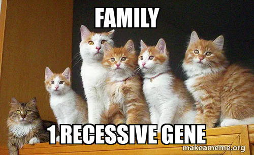 family 1 recessive gene Meme Generator