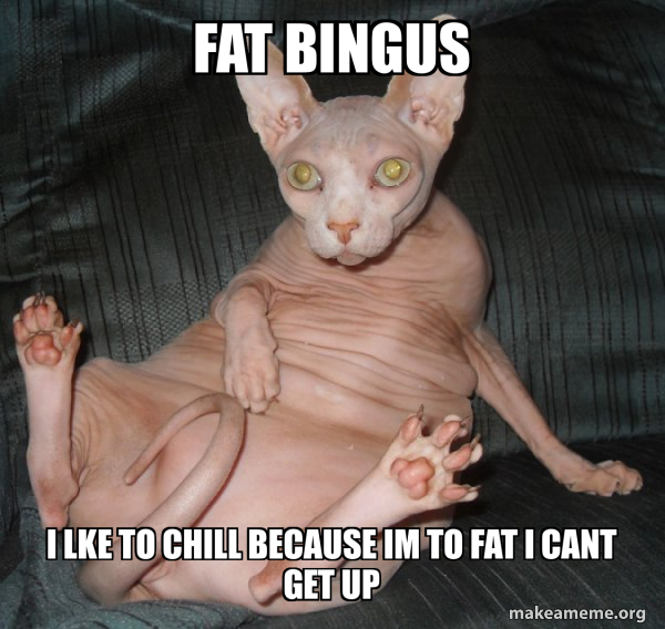 fat bingus i lke to chill because im to fat i cant get up - Hairless ...