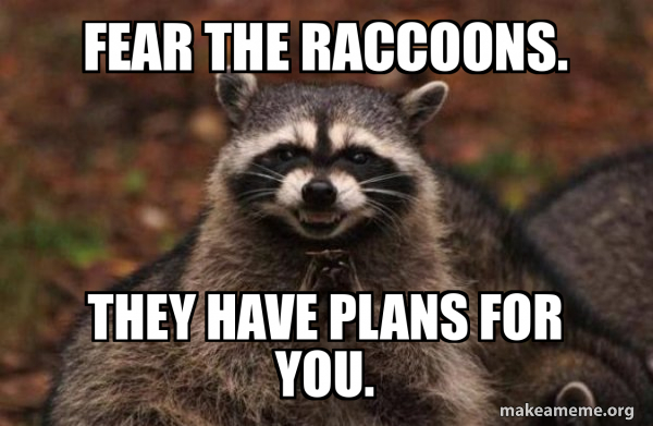 fear the raccoons. They have plans for you. - Evil Plotting Raccoon ...