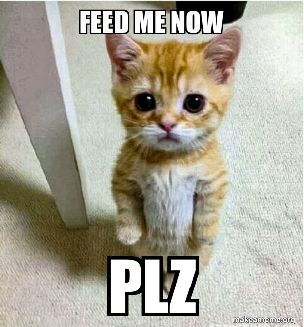 Feed me NOW Plz - Cute Cat Standing Meme Generator