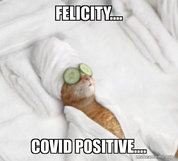 Felicity…. Covid positive…. - Pampered Cat Meme Meme Generator