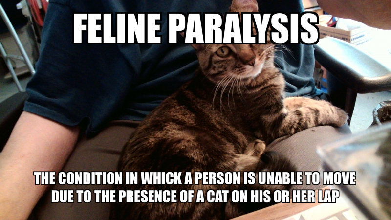 feline paralysis the condition in whick a person is unable to move due ...
