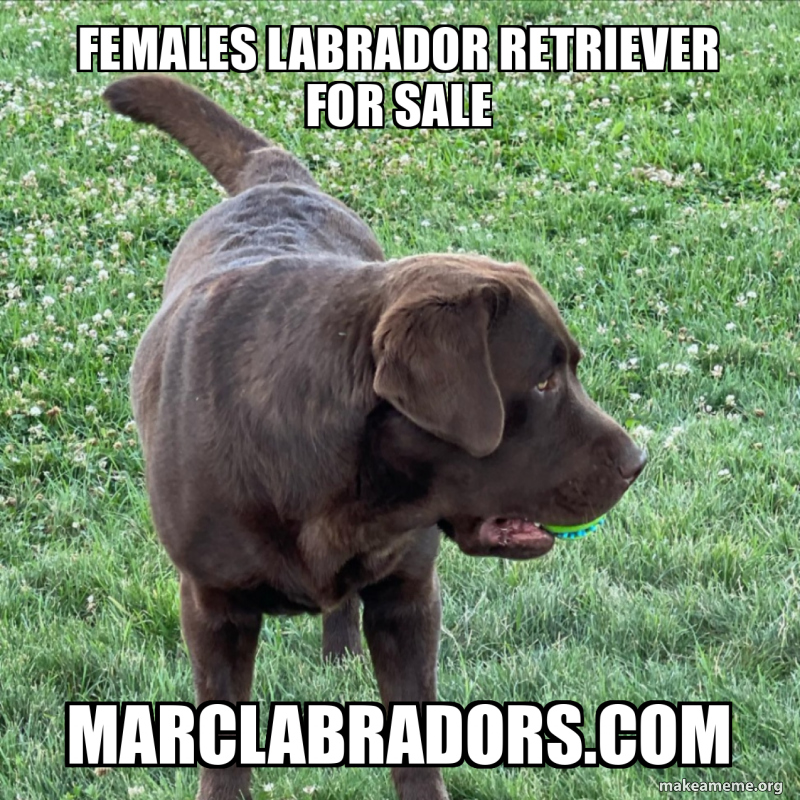 Females Labrador retriever for sale marclabradors.com Meme Generator
