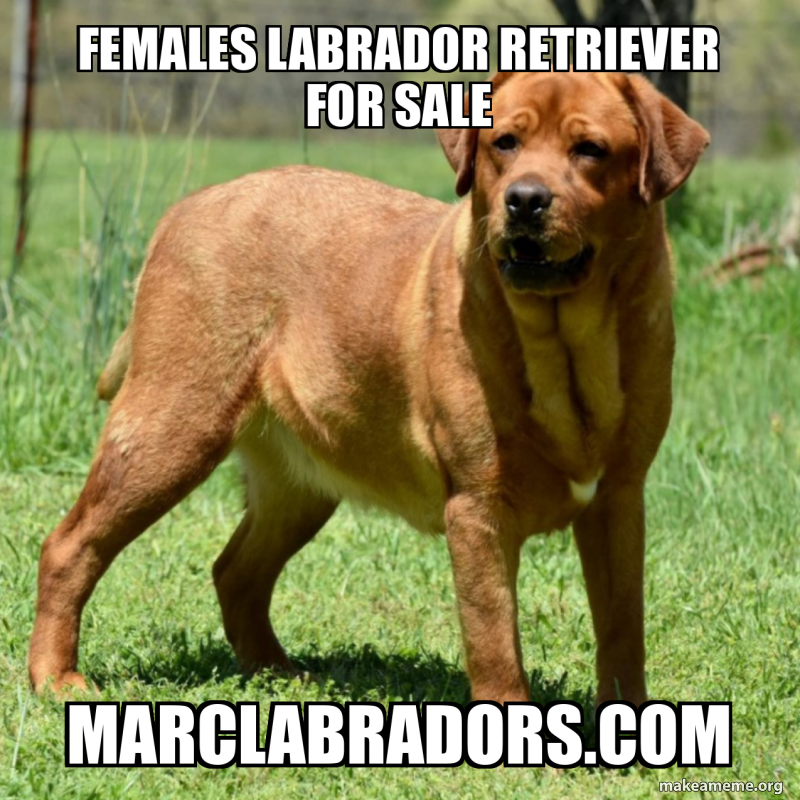 Females Labrador retriever for sale marclabradors.com Meme Generator