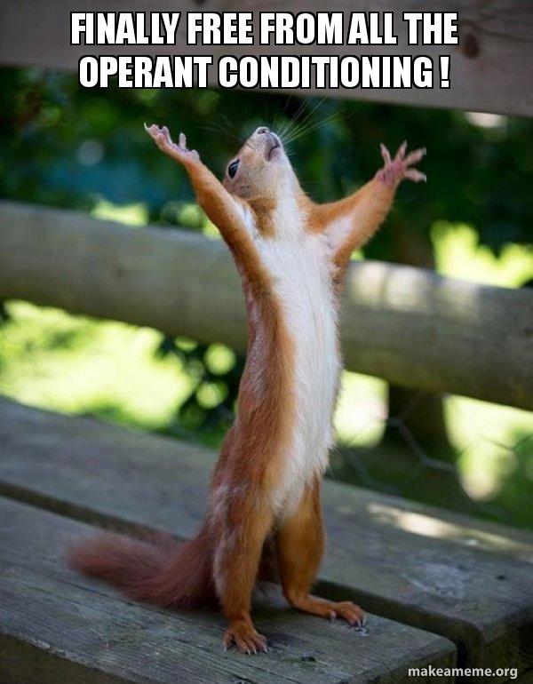 finally free from all the operant conditioning ! - Happy Squirrel Meme ...