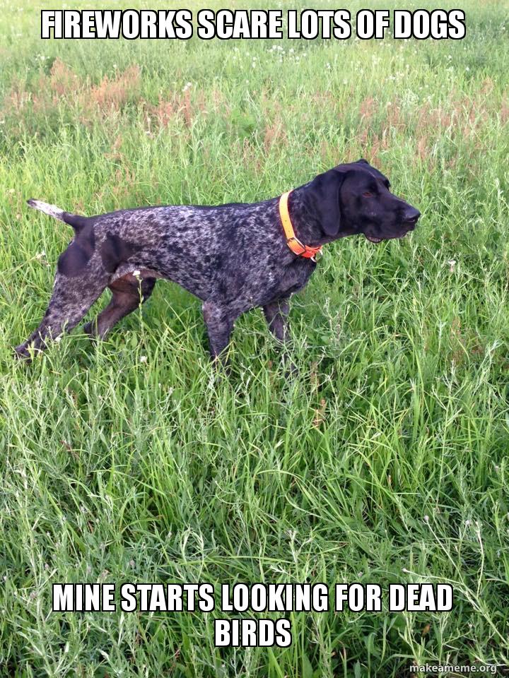 Dog Firework Memes
