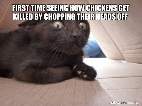 First time seeing how chickens get killed by chopping their heads off ...