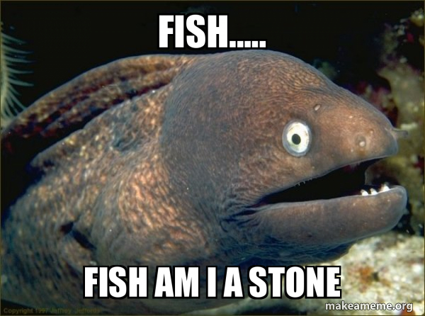 Fish..... Fish am i a stone - Bad Joke Eel Meme Generator