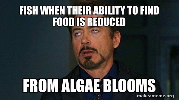 Fish when their ability to find food is reduced from algae blooms ...
