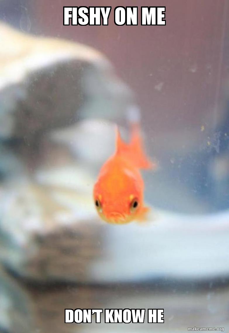 Fishy on me Donâ€™t know he - Grumpy Fish Meme Generator