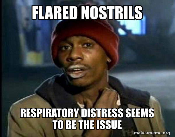Flared nostrils Respiratory distress seems to be the issue - Dave Chappelle Junkie Y'all Got ...